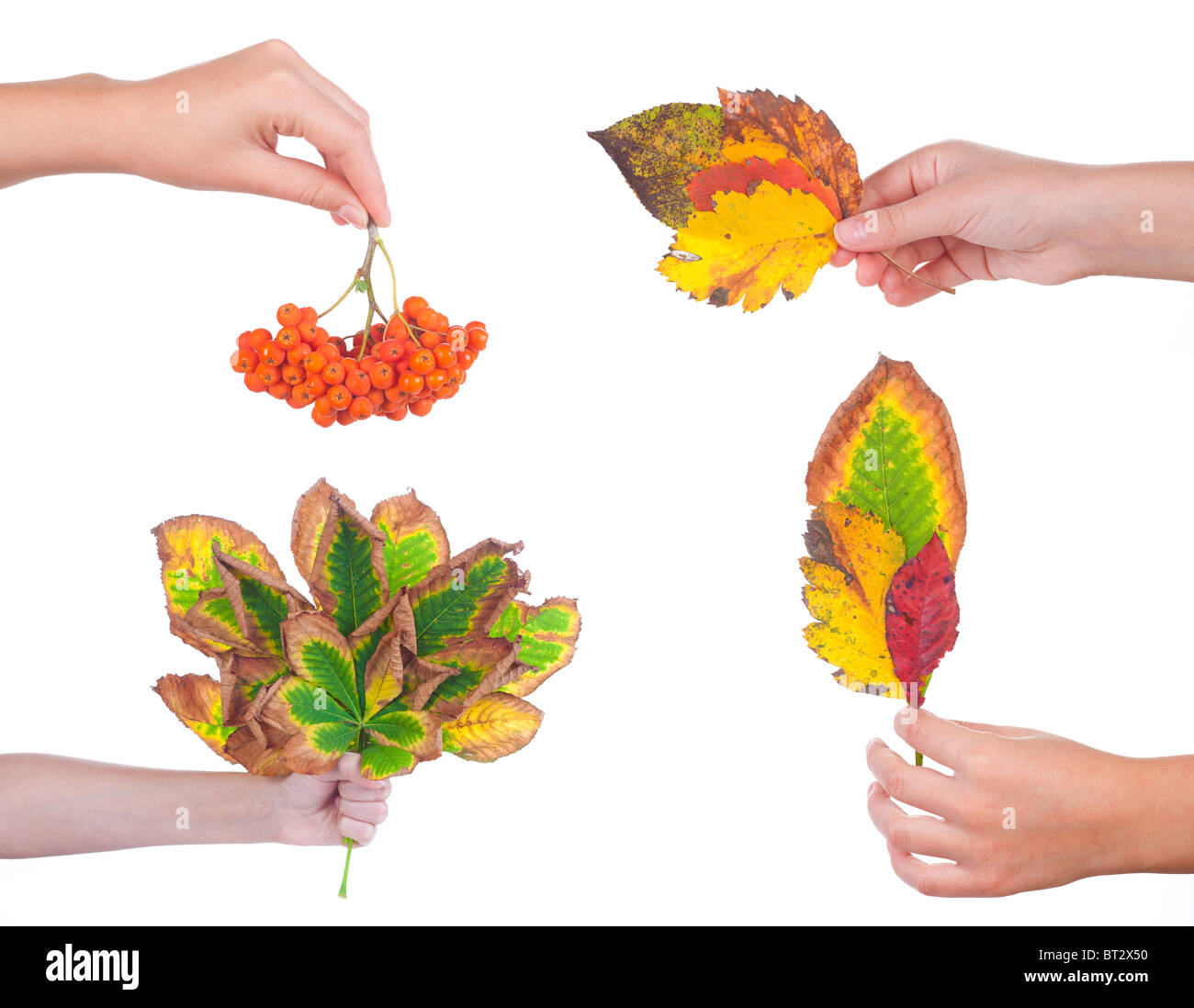 Orange on hand group Cut Out Stock Images & Pictures - Alamy