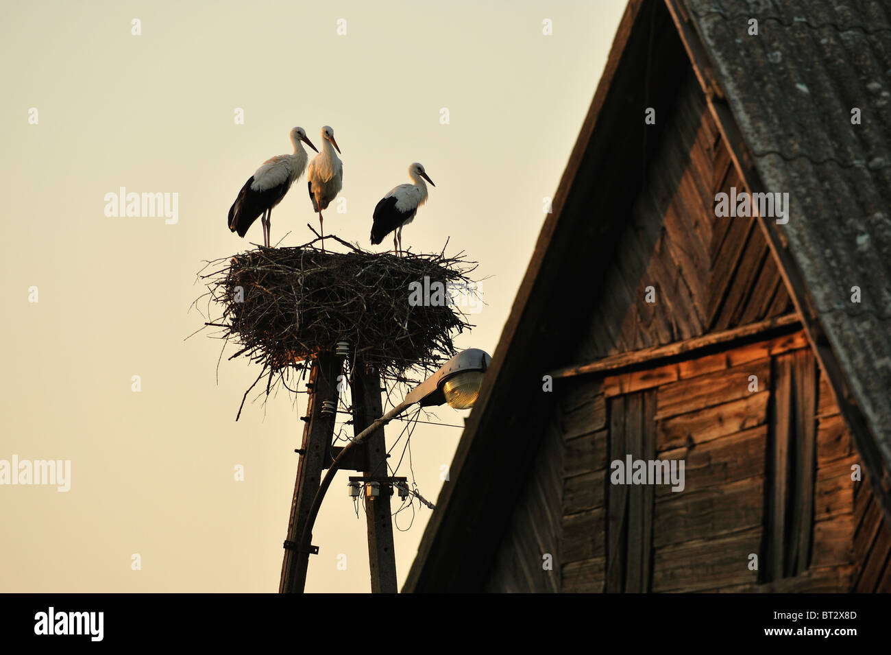 Storks stork in the Biebrza River Reservation in Podlasie Region ...