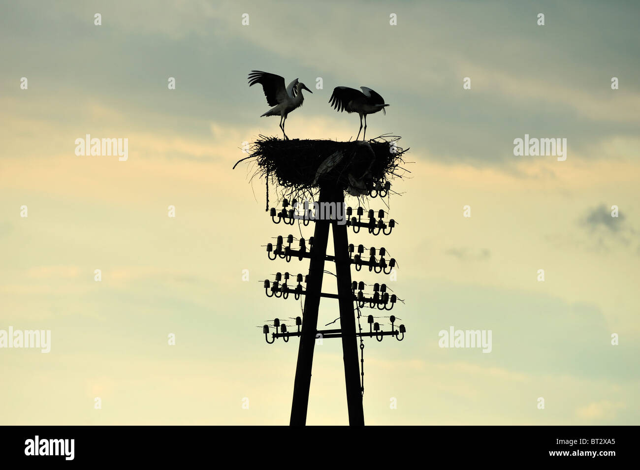 Storks stork in the Biebrza River Reservation in Podlasie Region ...