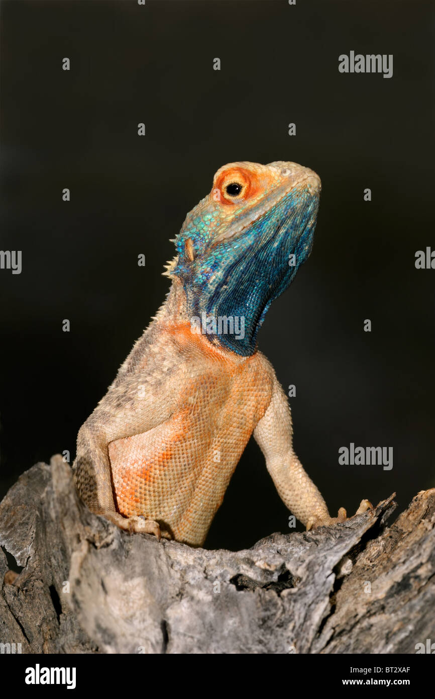 Male ground agama (Agama aculeata) in bright breeding colors, Kgalagadi ...