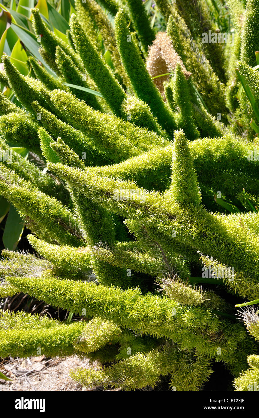 Plants grown at Santa Barbara Mission, California, USA Stock Photo - Alamy