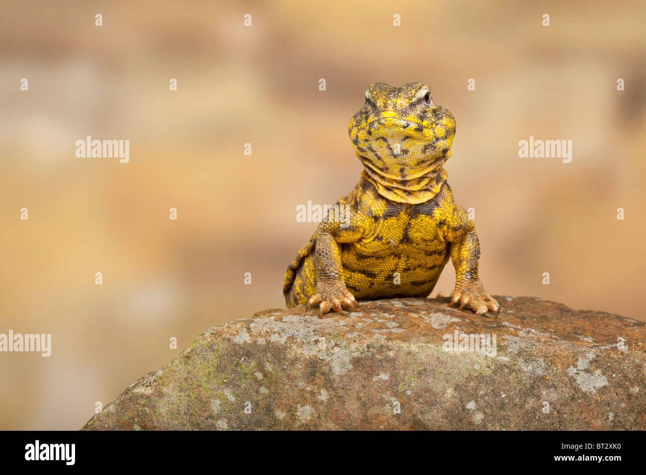 Saharan or Geyr's dab lizard, Uromastyx geyri Stock Photo - Alamy