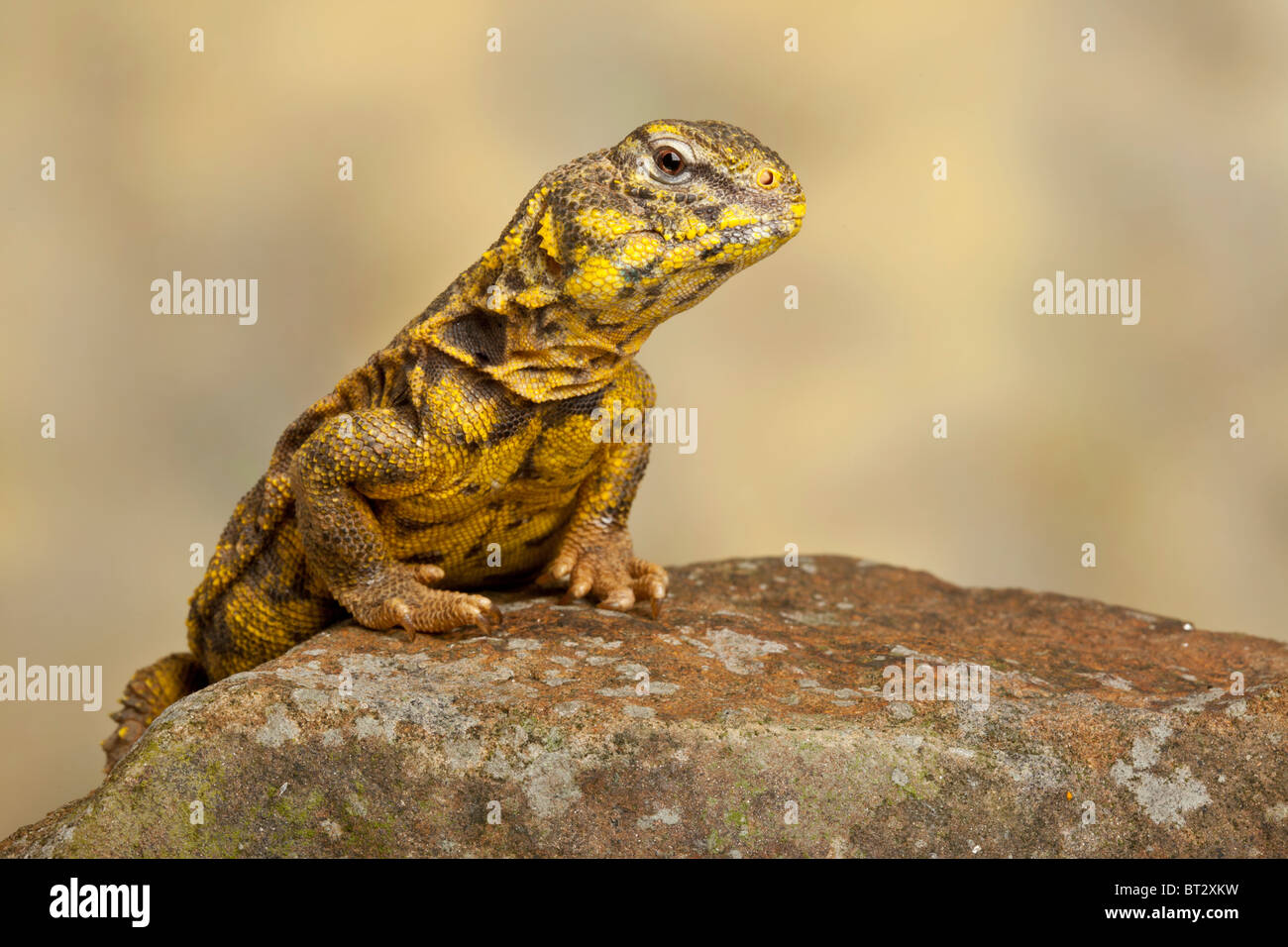 Saharan or Geyr's dab lizard, Uromastyx geyri Stock Photo - Alamy