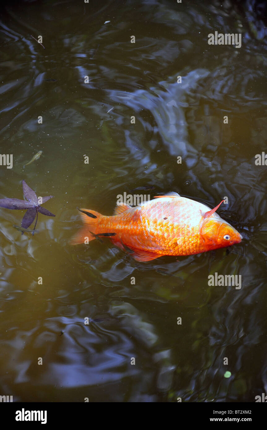 Dead fish in pond Stock Photo - Alamy