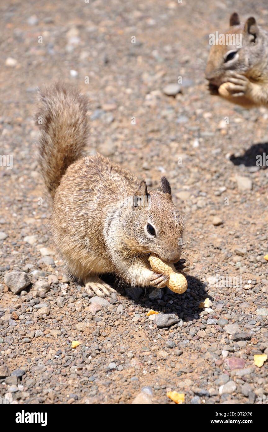 Squirrels eating peanuts Stock Photo - Alamy