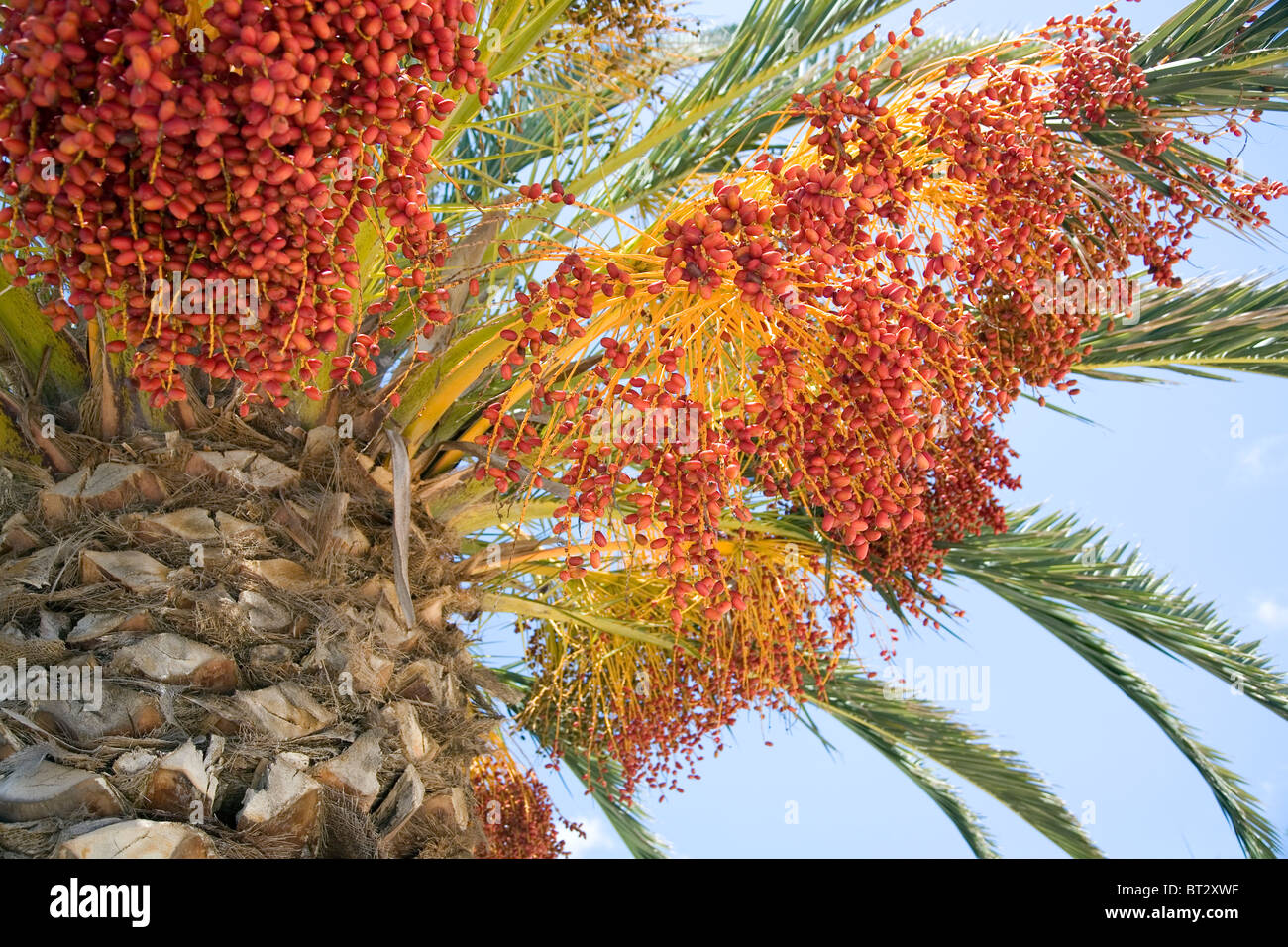 Date Palms Stock Photo: 32027115 - Alamy