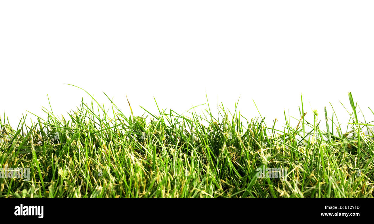 The green grass on white background Stock Photo - Alamy