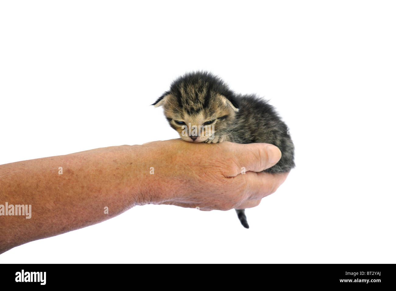 Cat hand petting Cut Out Stock Images & Pictures - Alamy