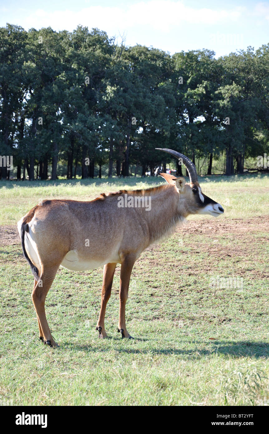 Hippotragus bluebuck antelope hi-res stock photography and images - Alamy