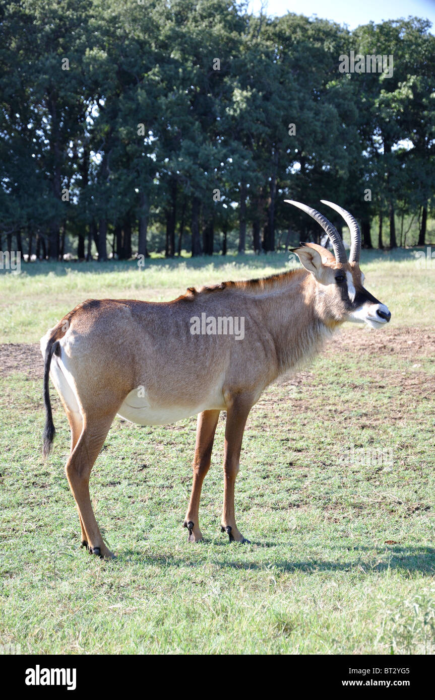 Bluebuck High Resolution Stock Photography and Images - Alamy