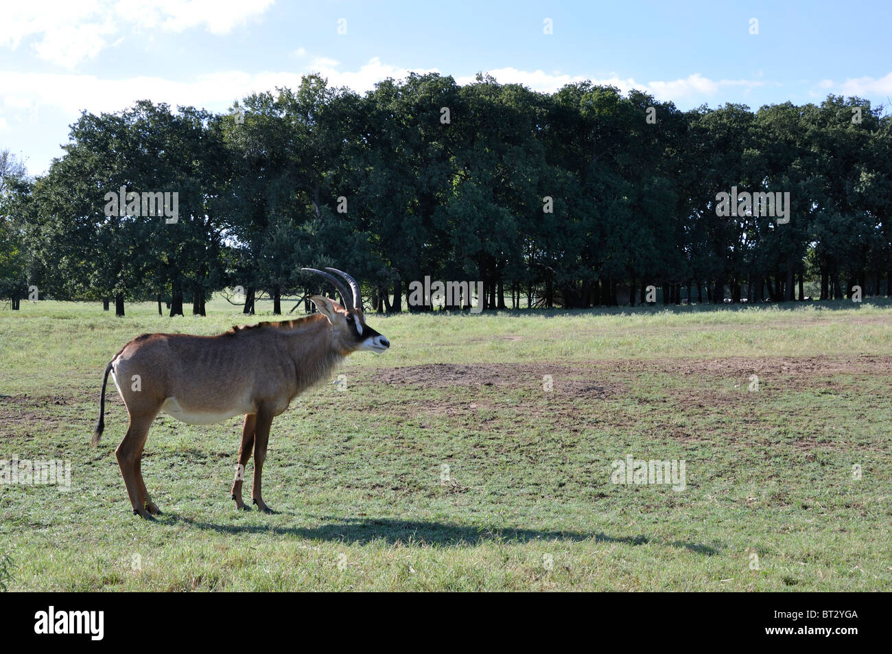 Hippotragus Bluebuck antelope Stock Photo - Alamy