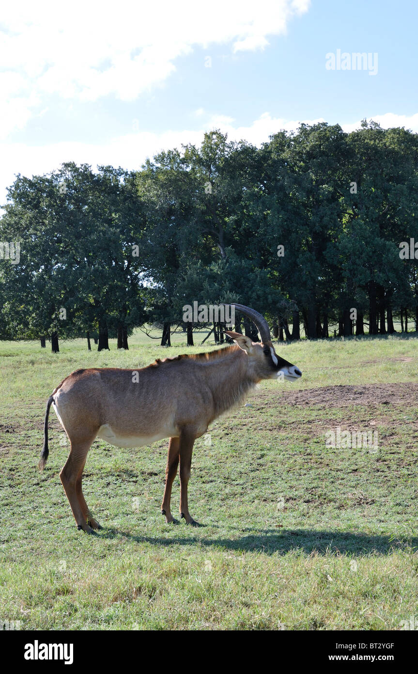 Hippotragus Bluebuck antelope Stock Photo - Alamy