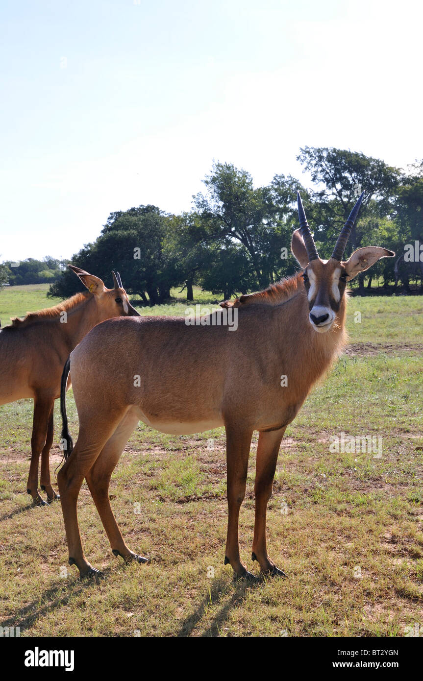 Hippotragus Bluebuck antelope Stock Photo - Alamy