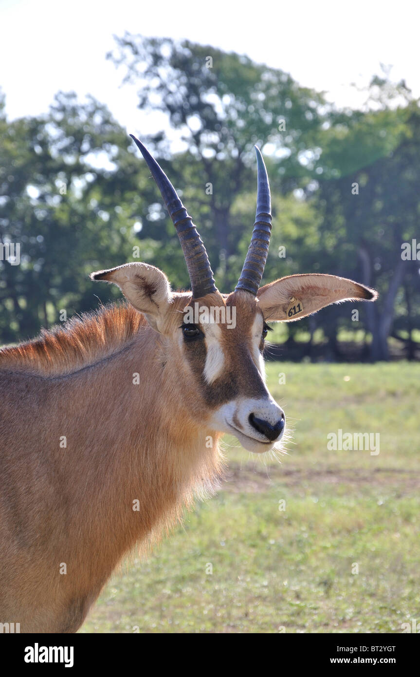 Bluebuck hi-res stock photography and images - Alamy