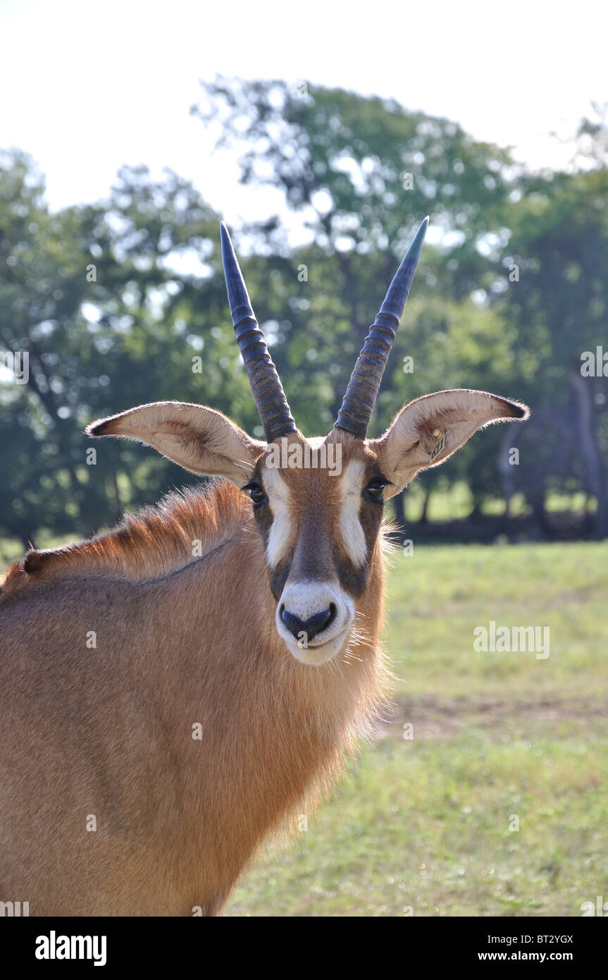 Hippotragus Bluebuck antelope Stock Photo - Alamy