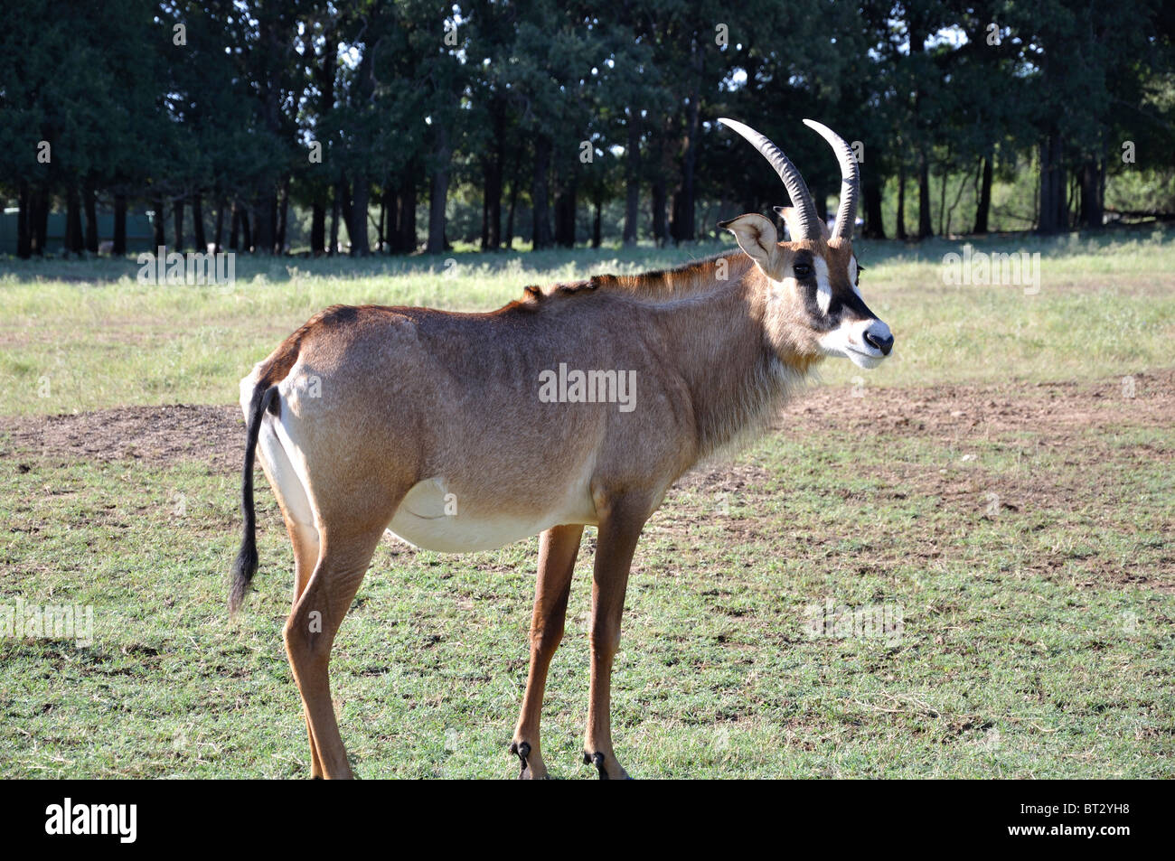 Hippotragus Bluebuck antelope Stock Photo - Alamy