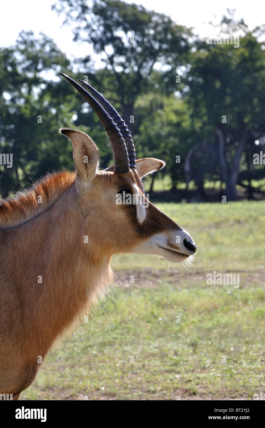 Hippotragus Bluebuck antelope Stock Photo - Alamy