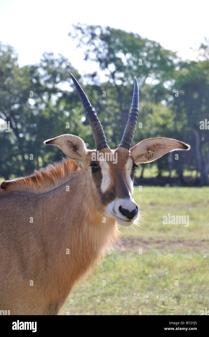 Hippotragus Bluebuck antelope Stock Photo - Alamy