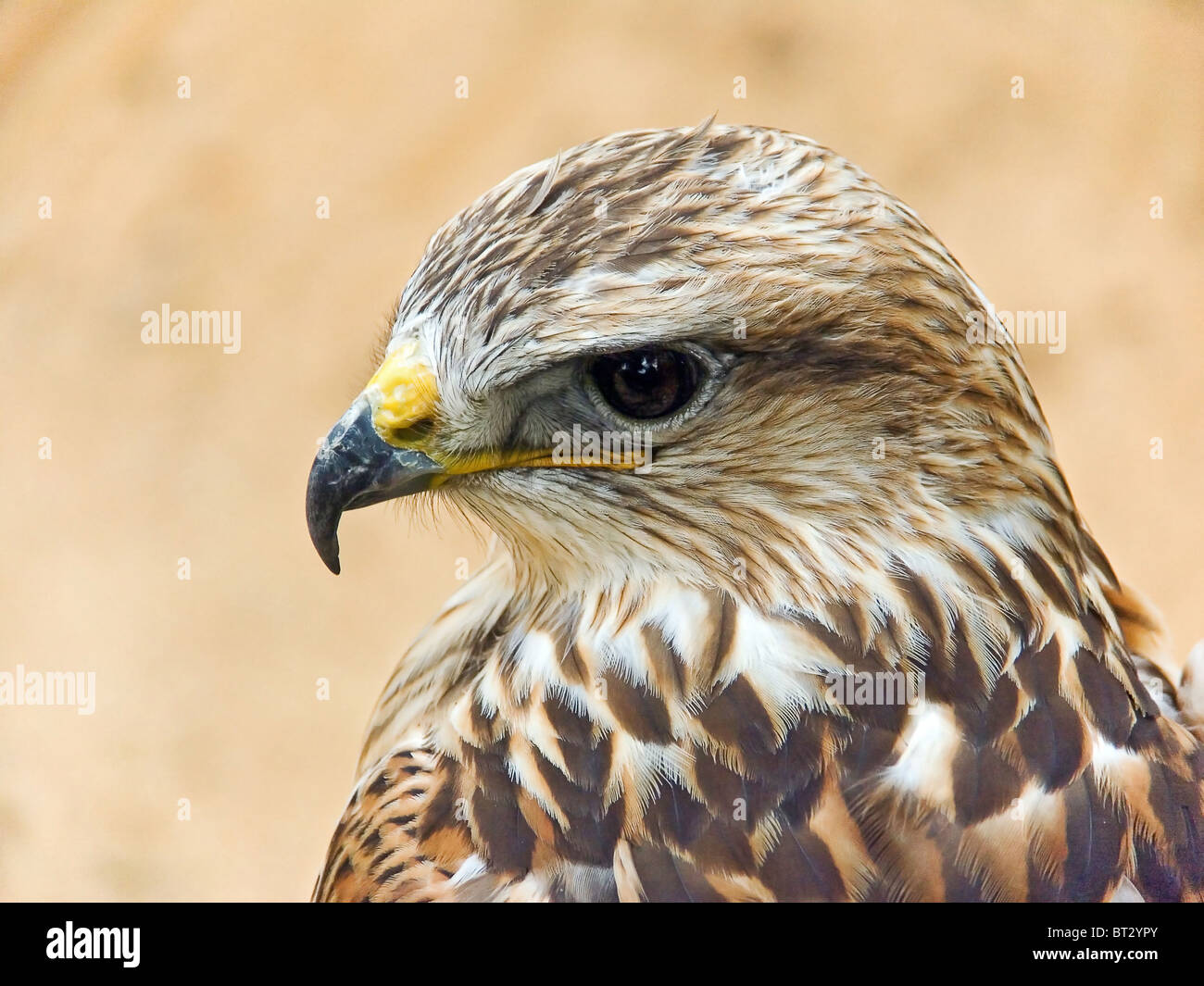 buzzard - Buteo rufinus Stock Photo - Alamy