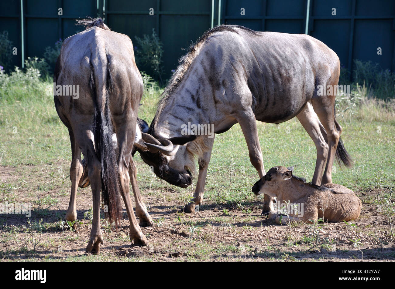 Baby wildebeests hi-res stock photography and images - Alamy