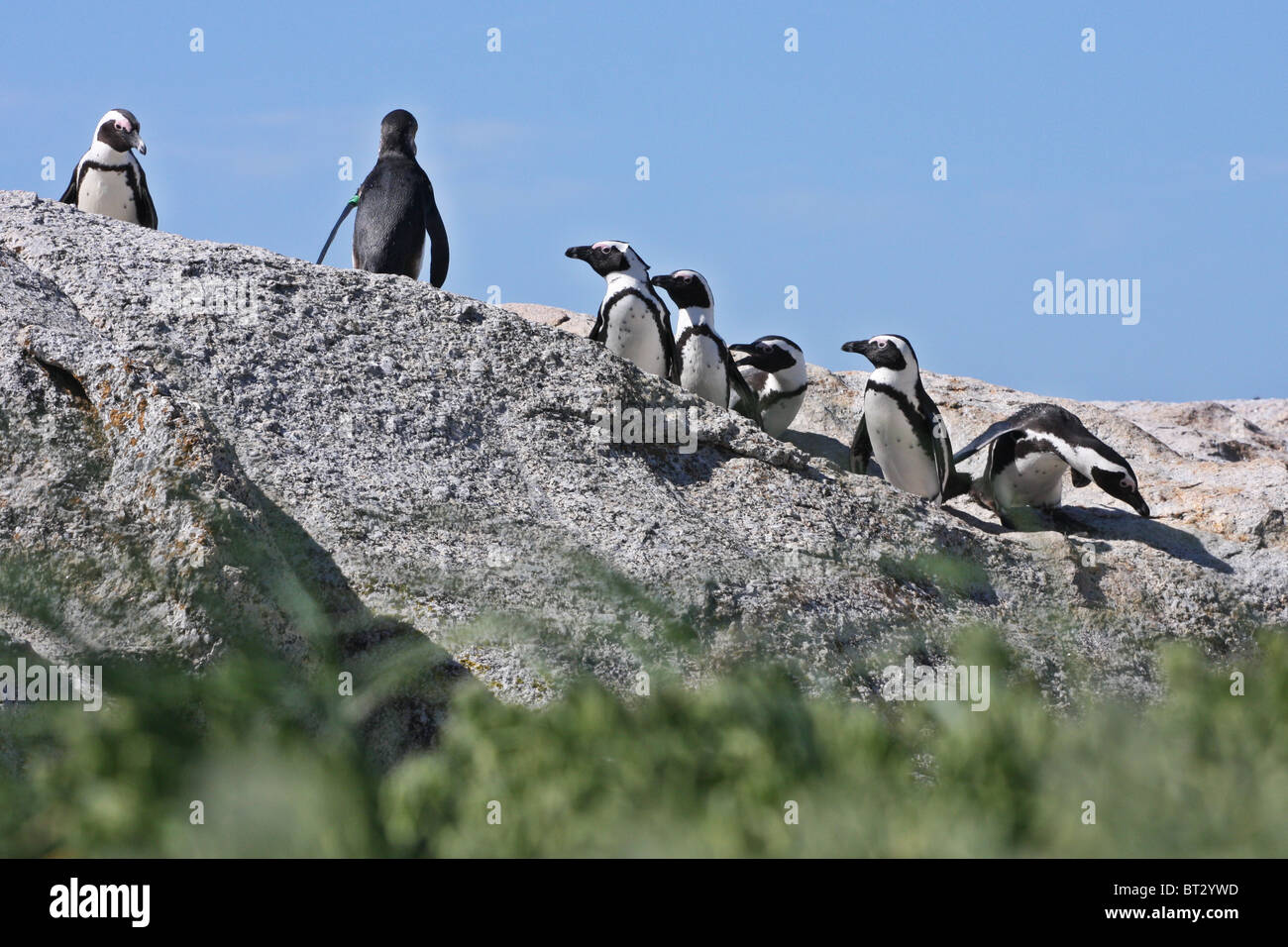 group of penguins Stock Photo - Alamy