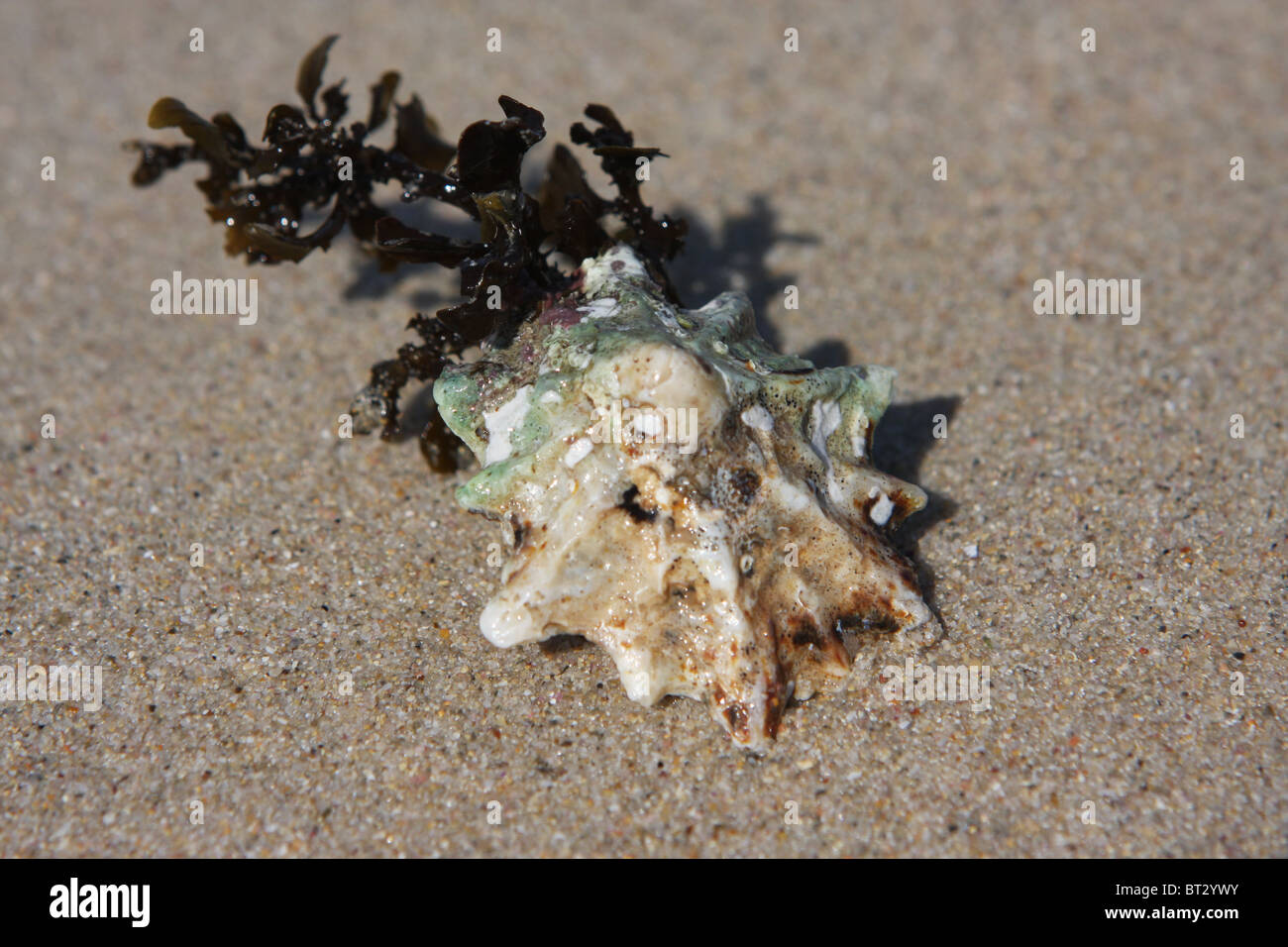 Shelly the shell Stock Photo - Alamy