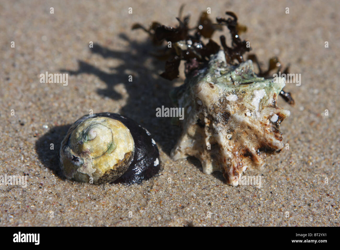 Set of shells hi-res stock photography and images - Alamy