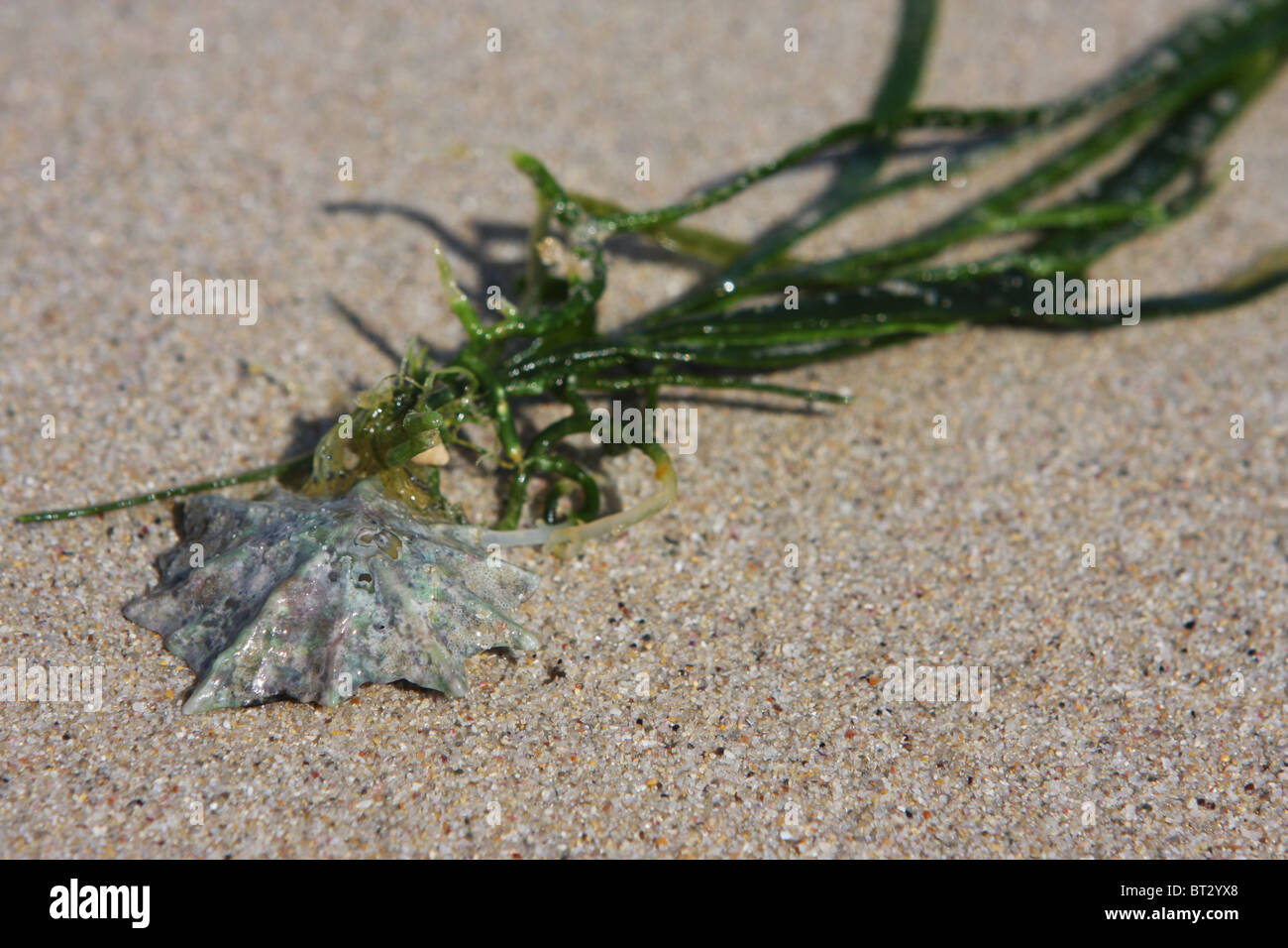 collection of shell Stock Photo - Alamy