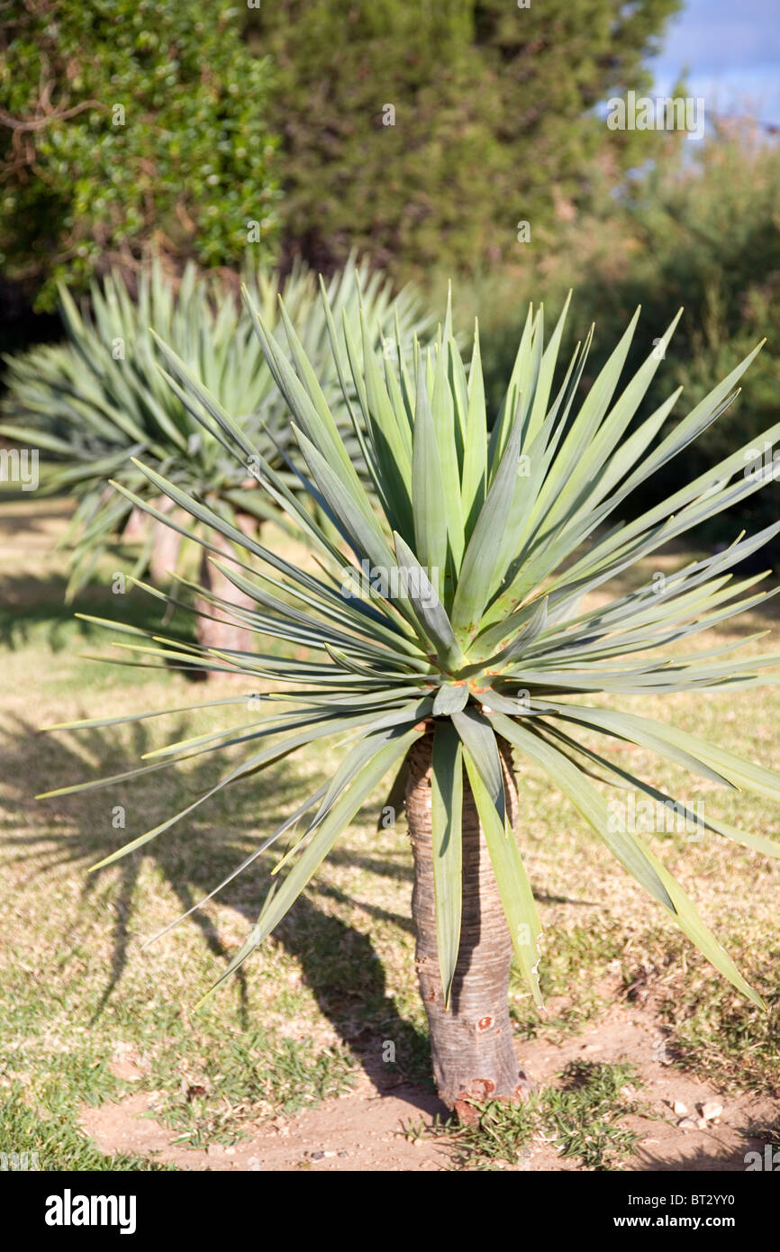 Sisal plants hi-res stock photography and images - Alamy