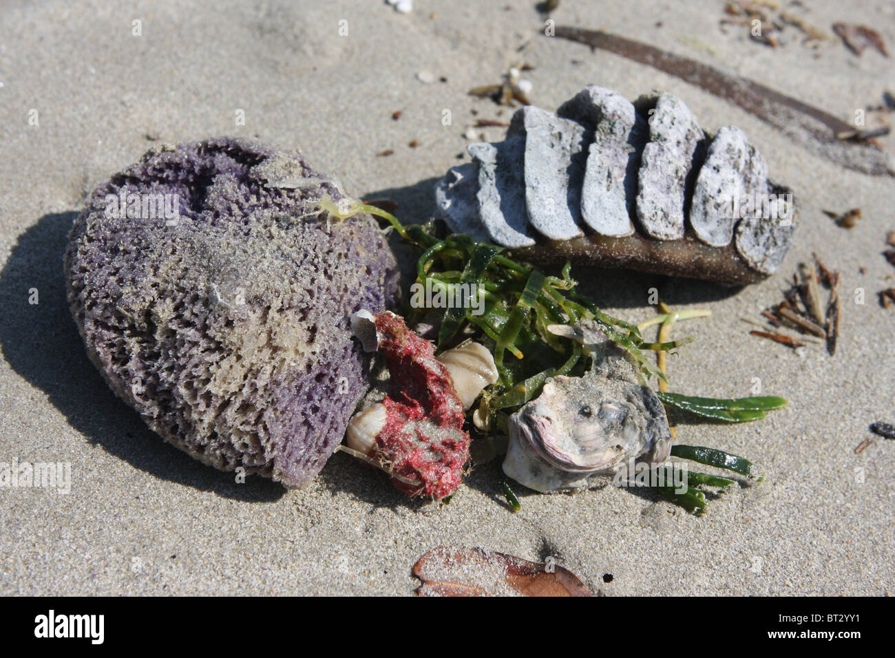 South africa beach sand shell hi-res stock photography and images - Alamy