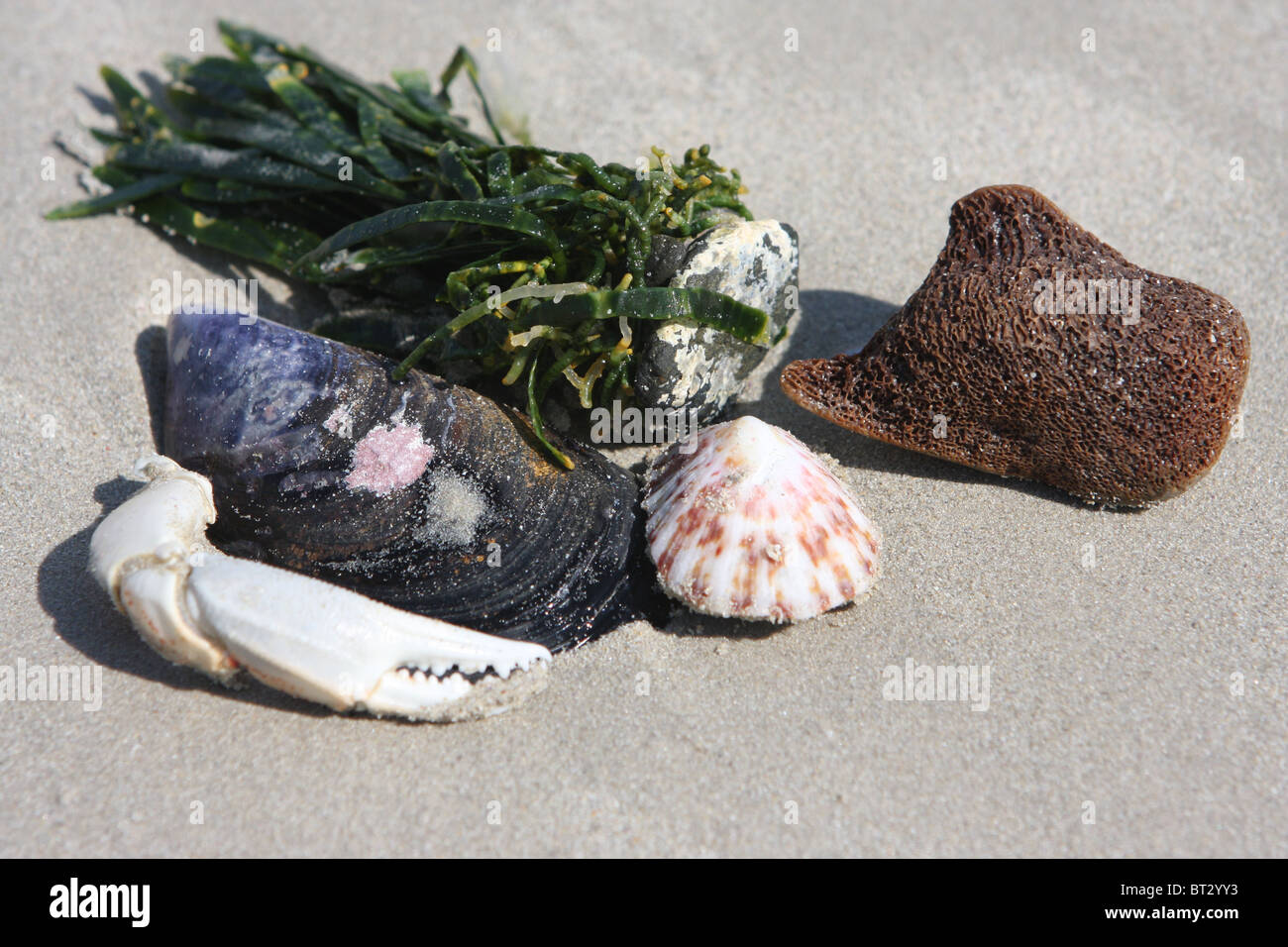 South Africa, beach, sand, shell, many, kelp, seaweed, crab Stock Photo ...
