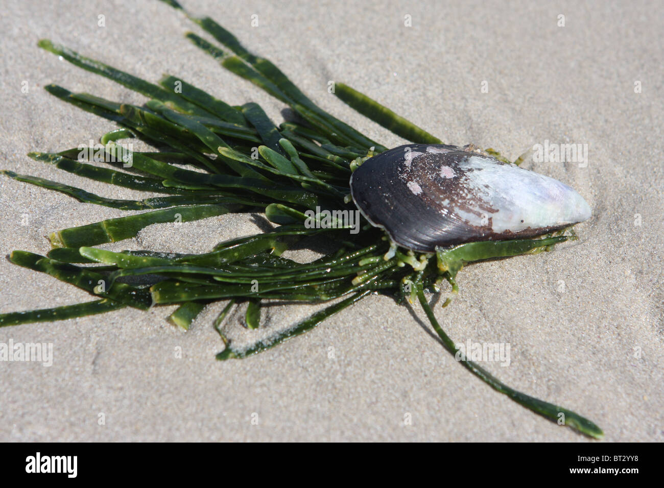 South Africa, beach, sand, shell, kelp, seaweed Stock Photo - Alamy