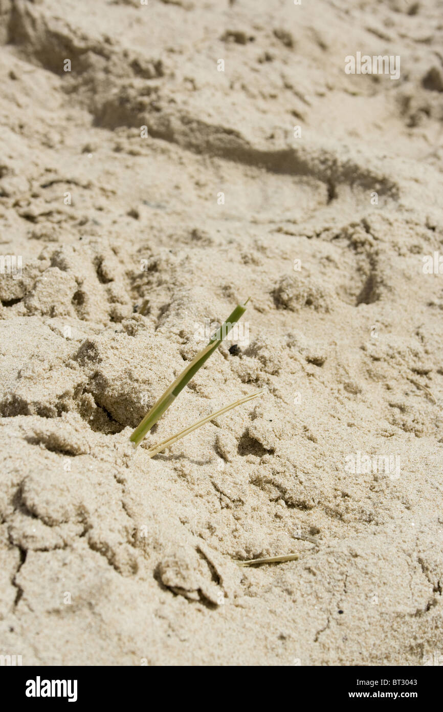 Sand reed hi-res stock photography and images - Alamy