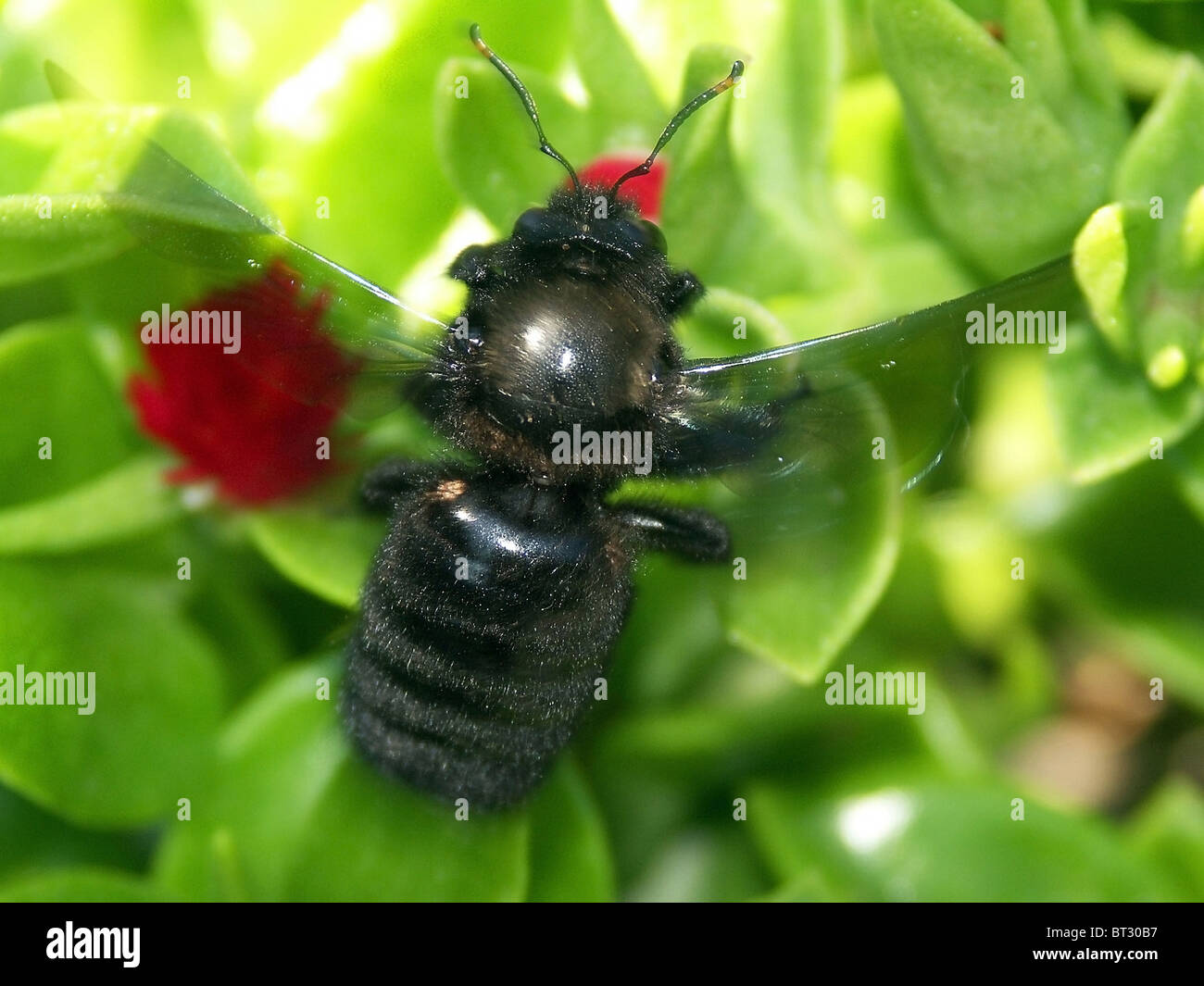 bumblebee in flight Stock Photo - Alamy
