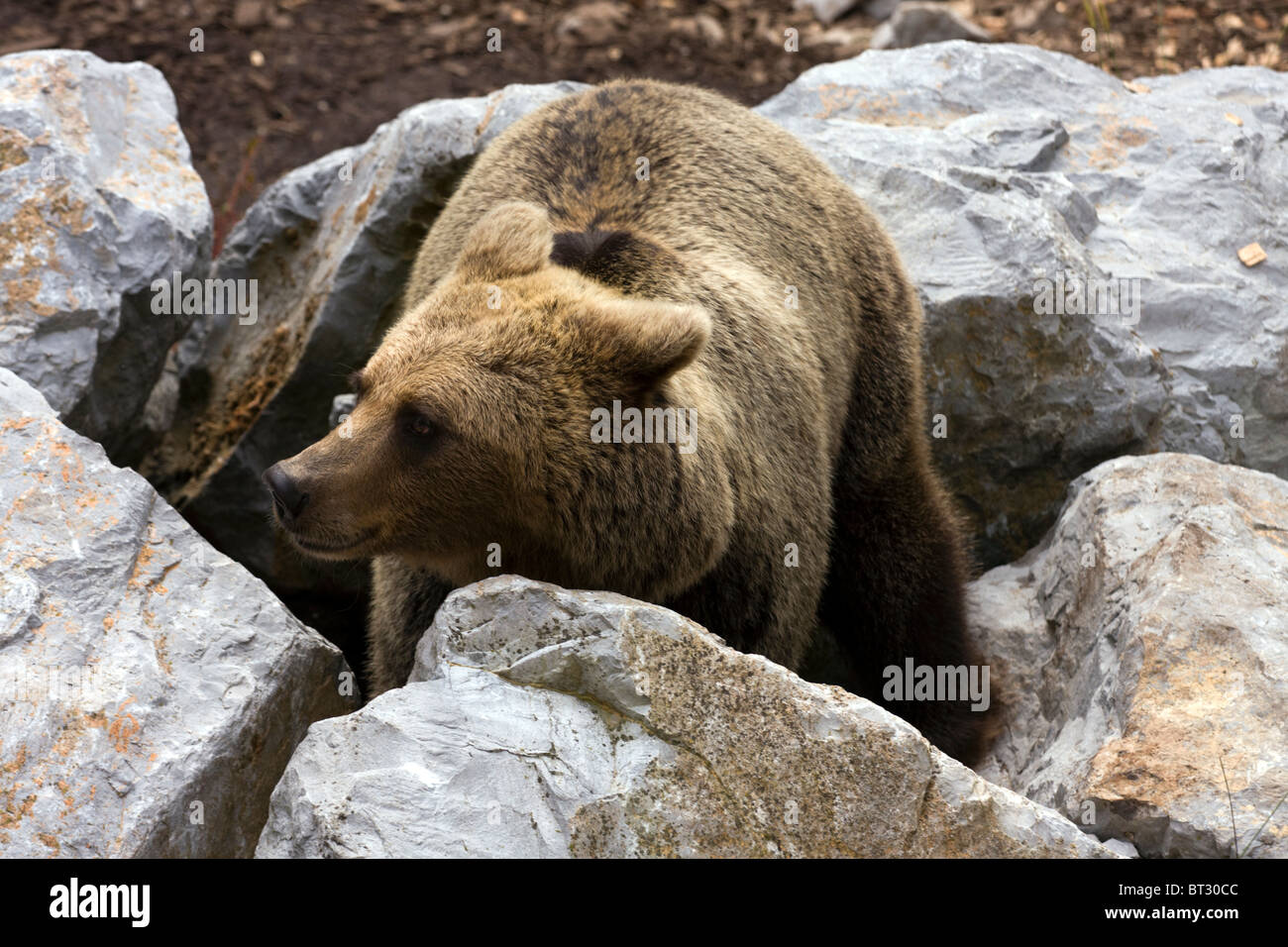 Brown bear beetween the rocks, searching for food Stock Photo - Alamy