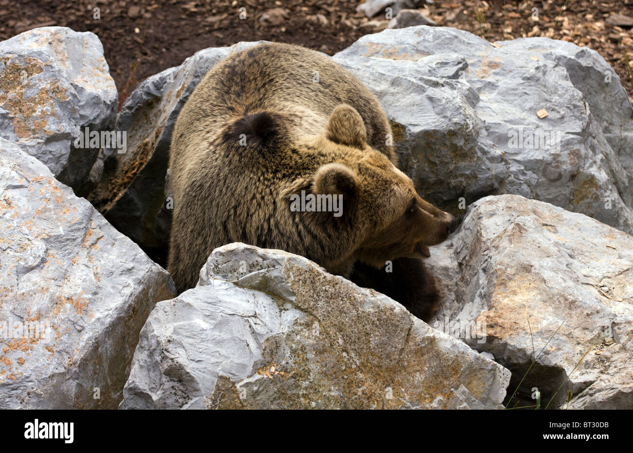 Fur on rocks hi-res stock photography and images - Alamy
