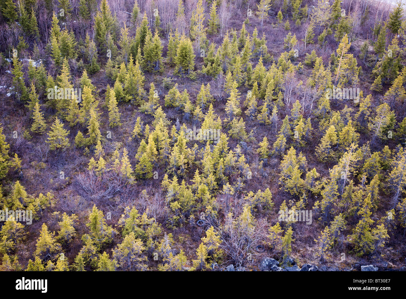 Young fir forest (background Stock Photo - Alamy
