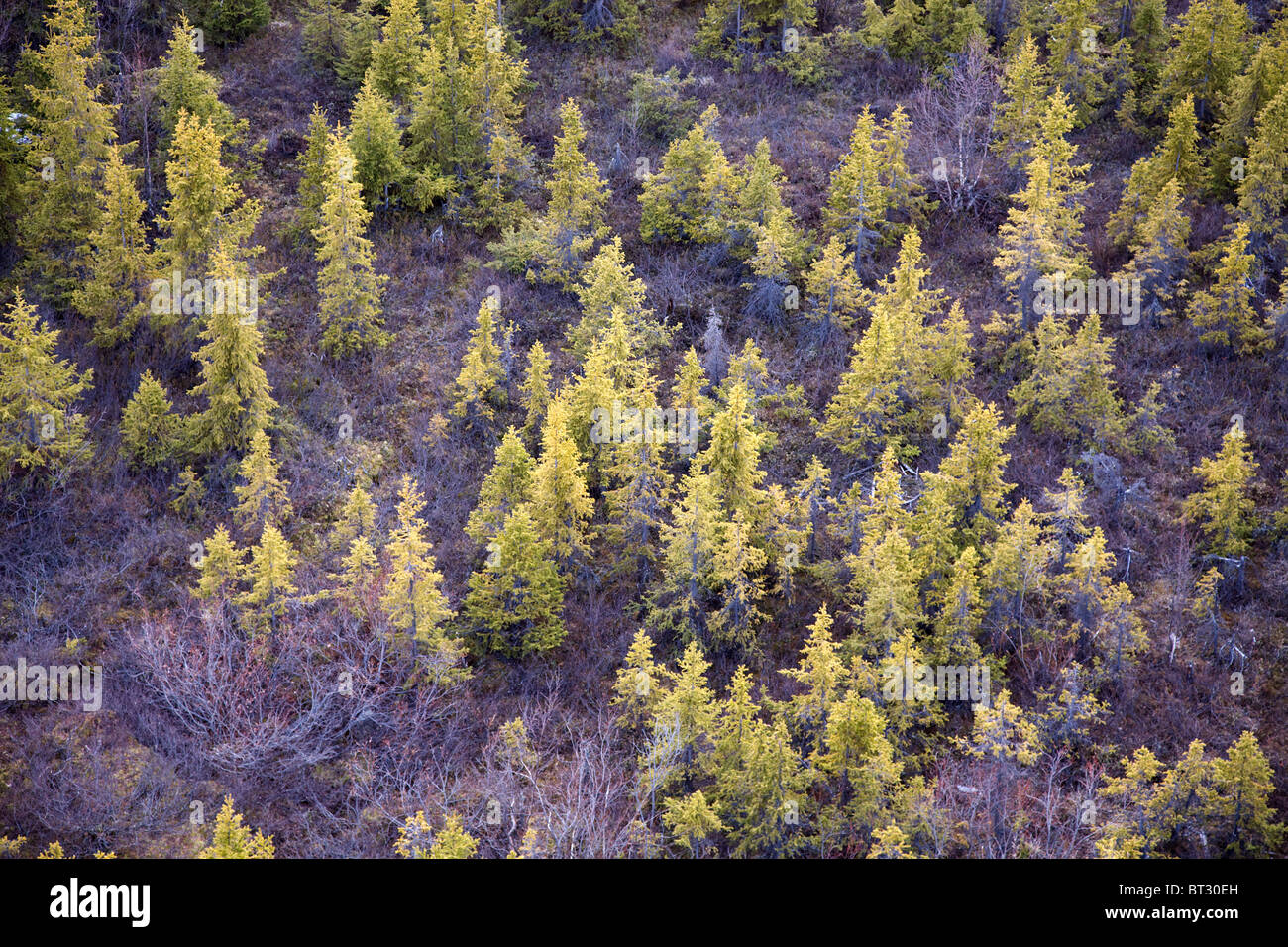 Young fir forest (background Stock Photo - Alamy