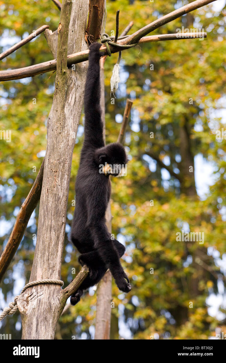 White-Cheeked Gibbon hanging on the tree branch Stock Photo - Alamy