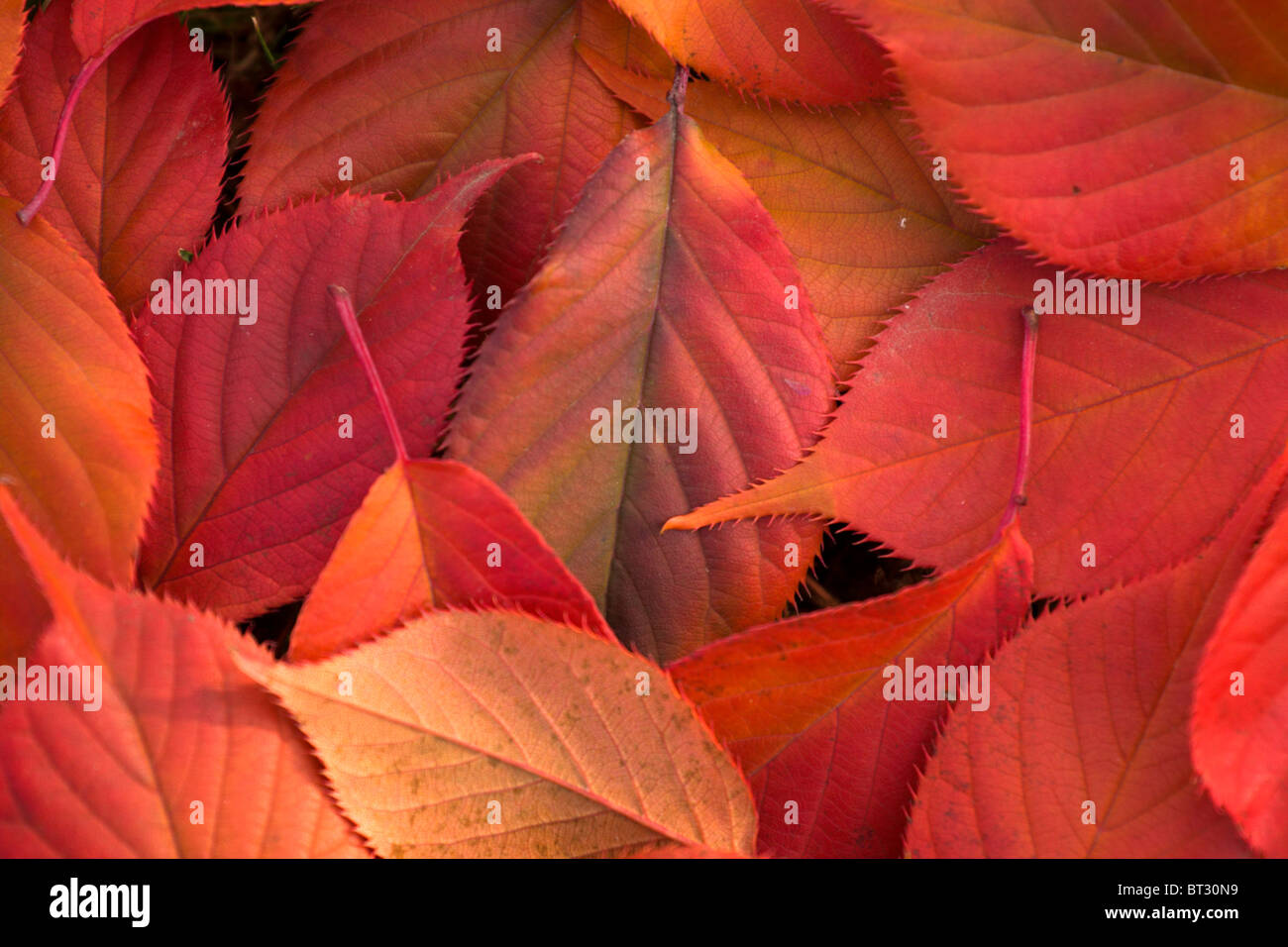 Bunch of cherry tree autumn leaves Stock Photo - Alamy