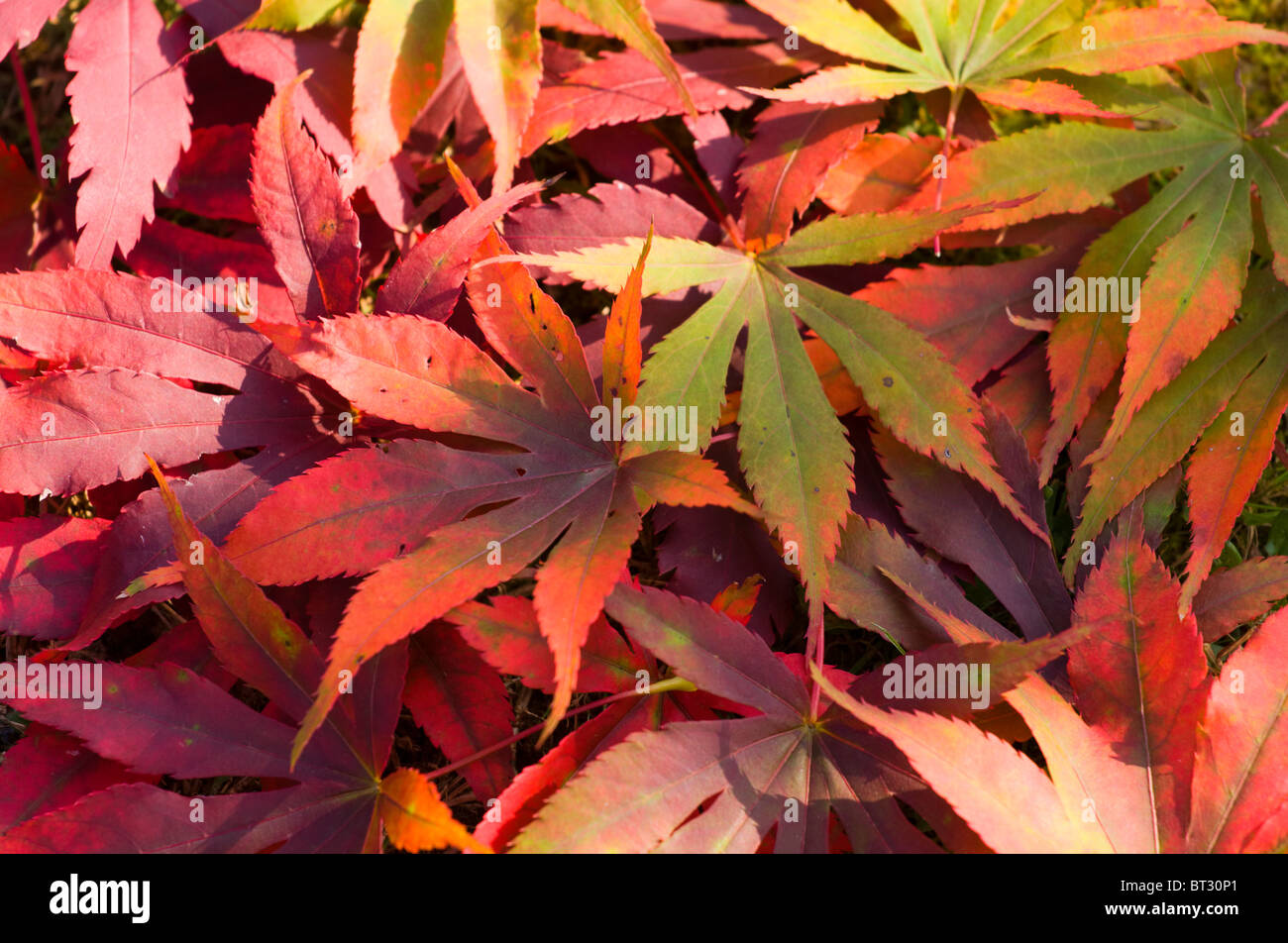 Autumn leaves of the maple Stock Photo - Alamy