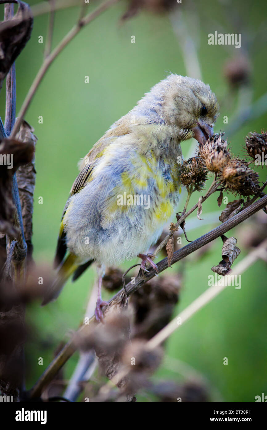 European greenfinch young bird hi-res stock photography and images - Alamy