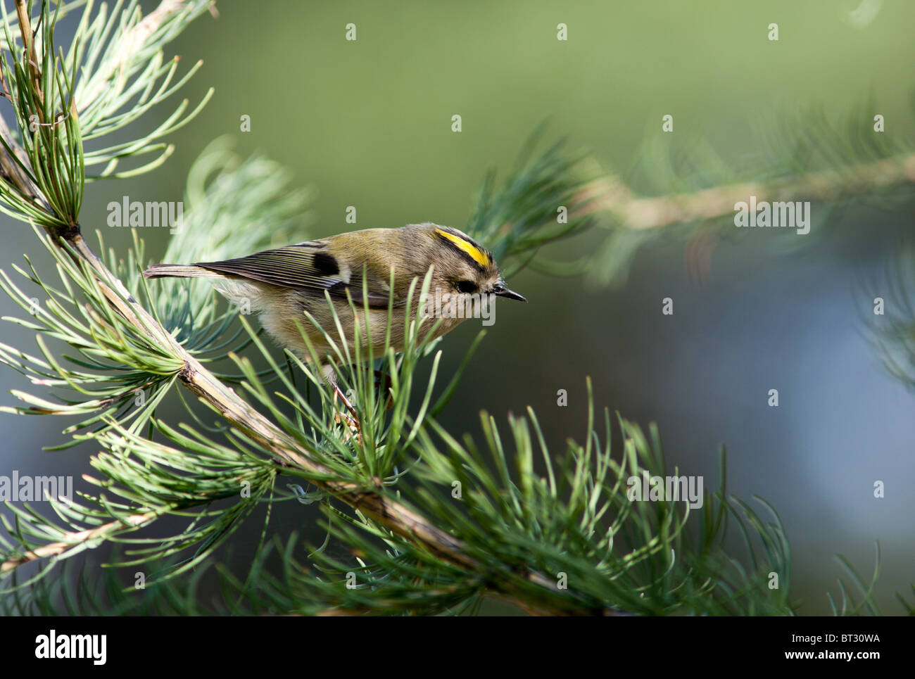 Goldcrest, Regulus regulus. Wild bird in a natural habitat. Wildlife ...