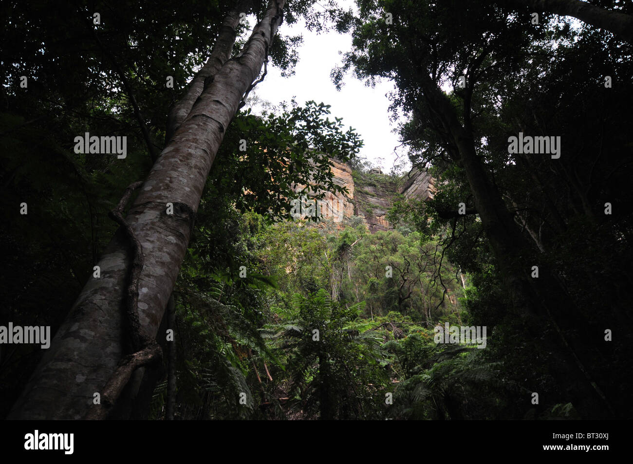 Sydney ash hi-res stock photography and images - Alamy