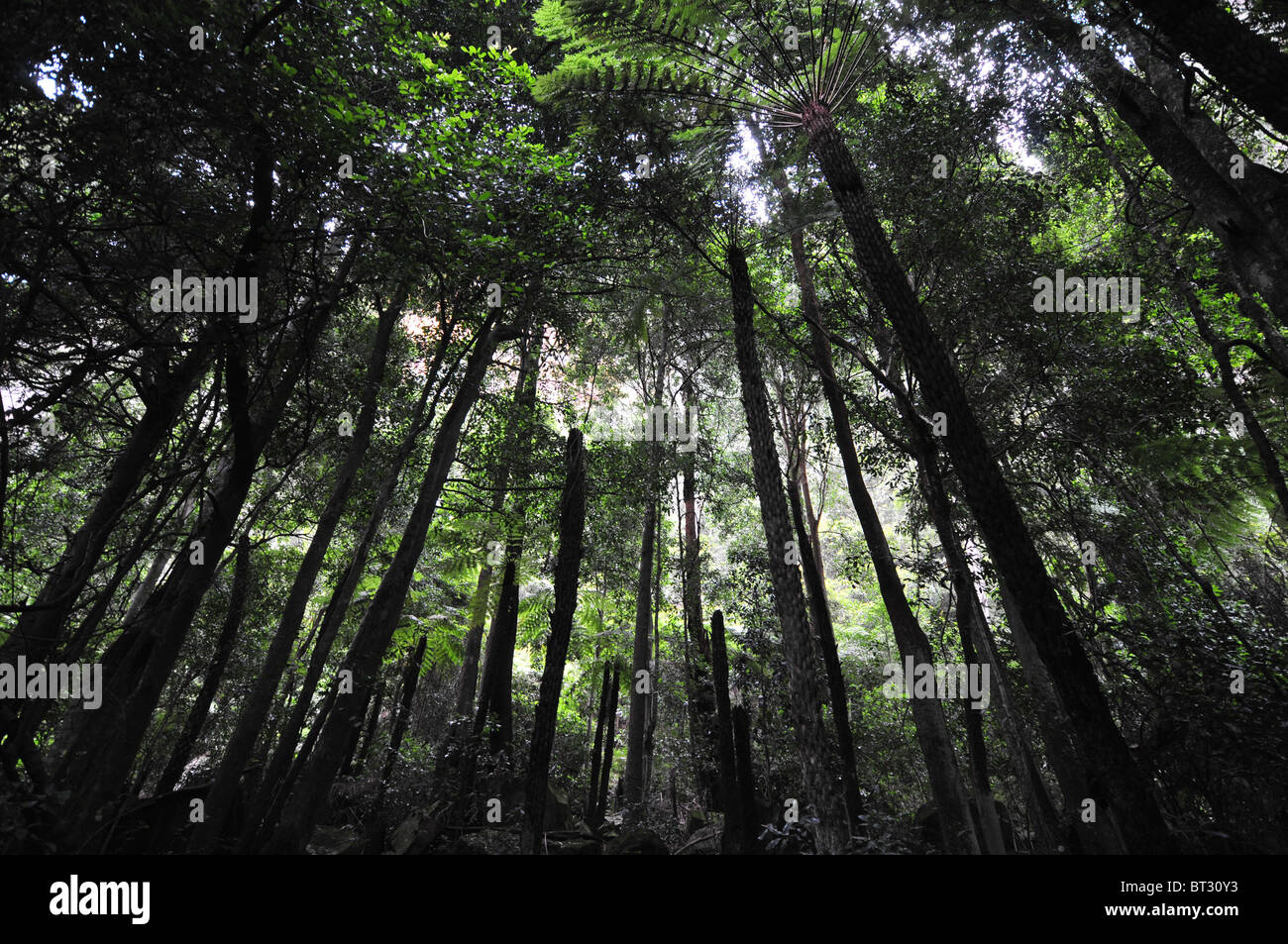 Sydney ash hi-res stock photography and images - Alamy