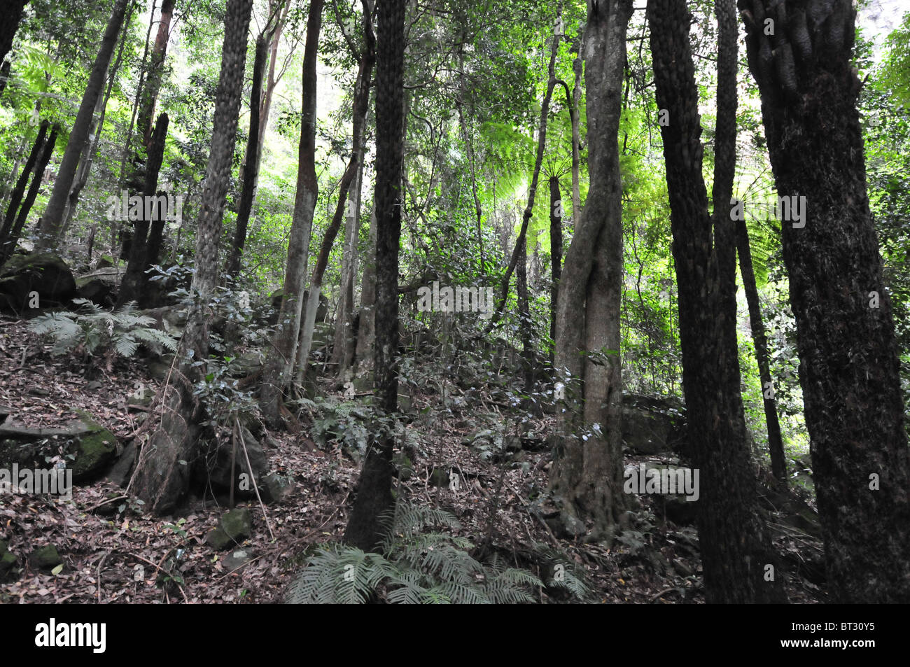 Sydney ash hi-res stock photography and images - Alamy