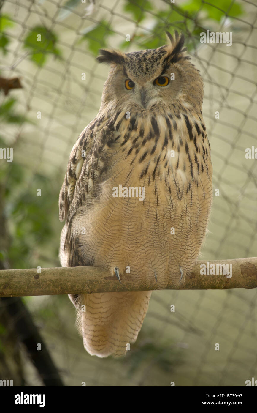 Hawk Conservancy Weyhill Andover Siberian Eagle Owl Bubo bubo ...