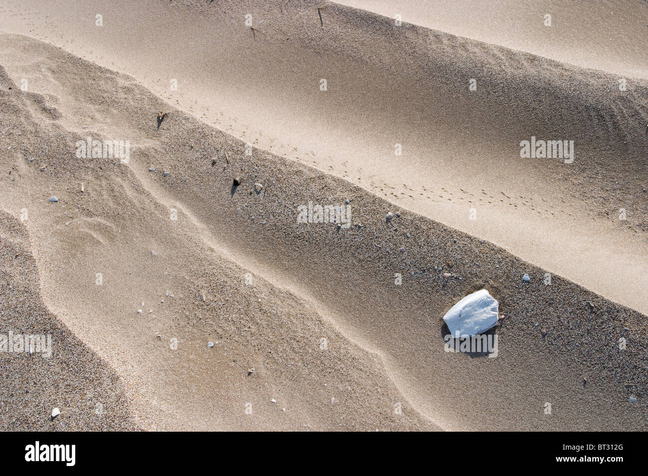 Cuttlefish bone, animal tracks and sand ripples on the beach, Oman ...