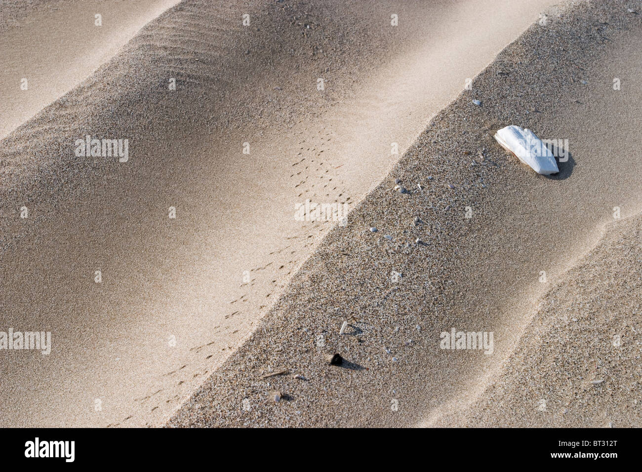 Cuttlefish bone, animal tracks and sand ripples on the beach, Oman ...