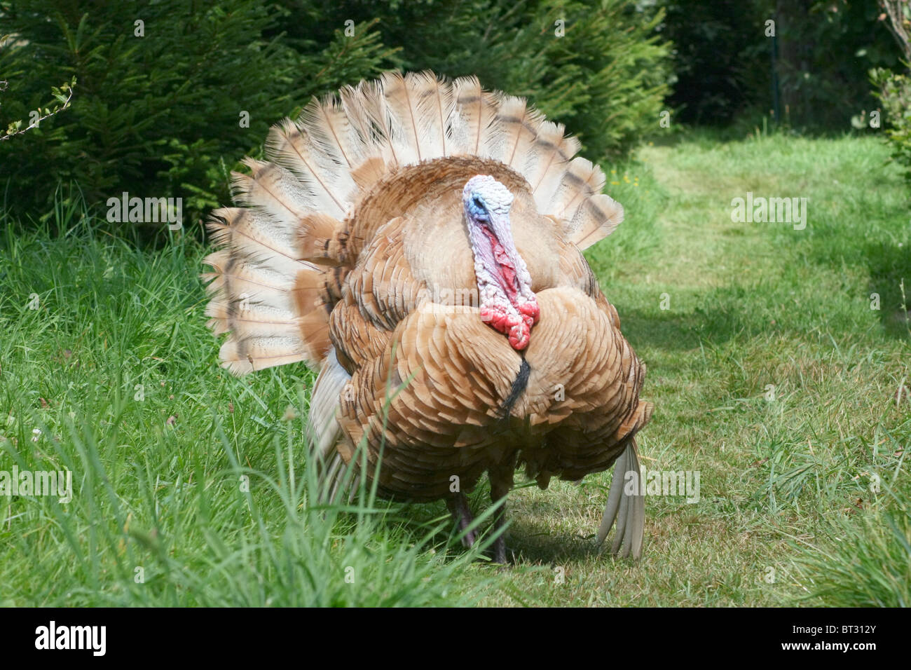 Animals of turkey hi-res stock photography and images - Alamy